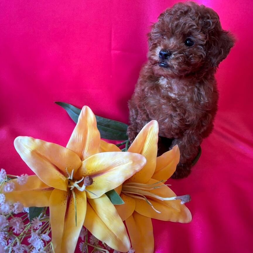 Пудель, щенок