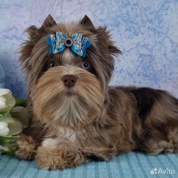 Эксклюзивная девочка Шокомерле с голубым глазиком