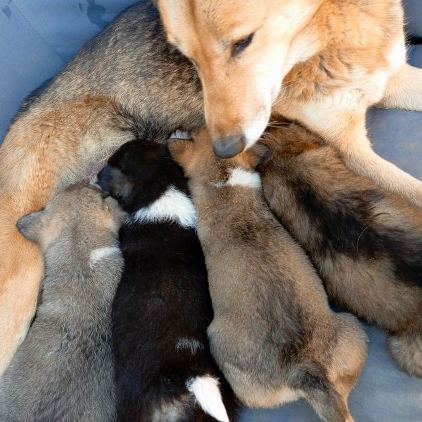 Щенки западно европейской лайки