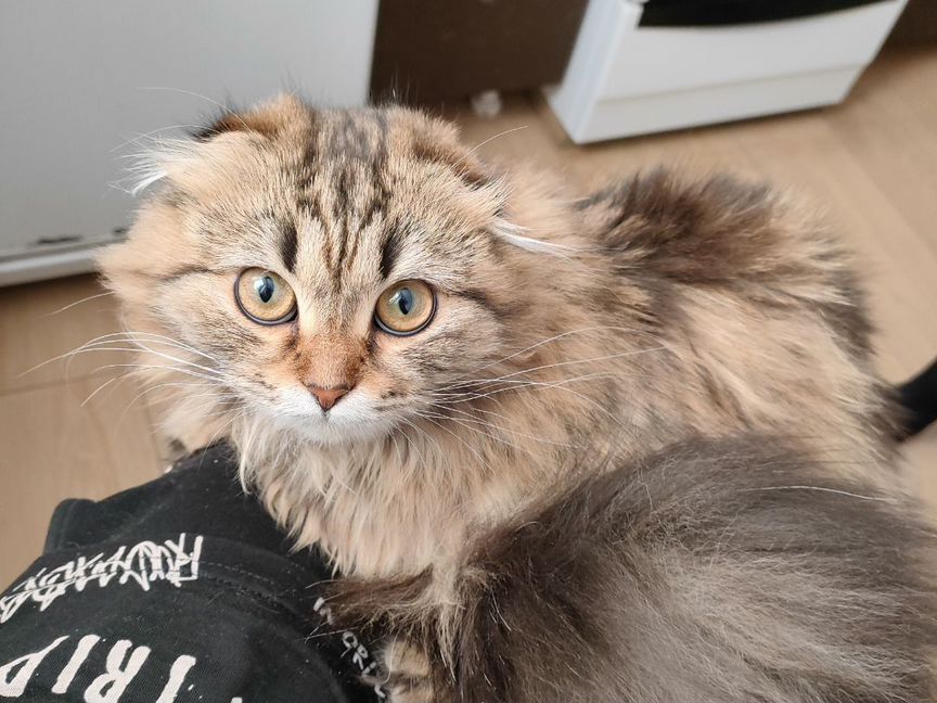 Вислоухая котейка в добрые руки