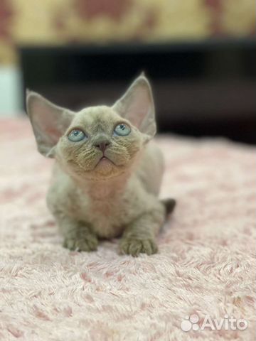 Девон рекс гномики