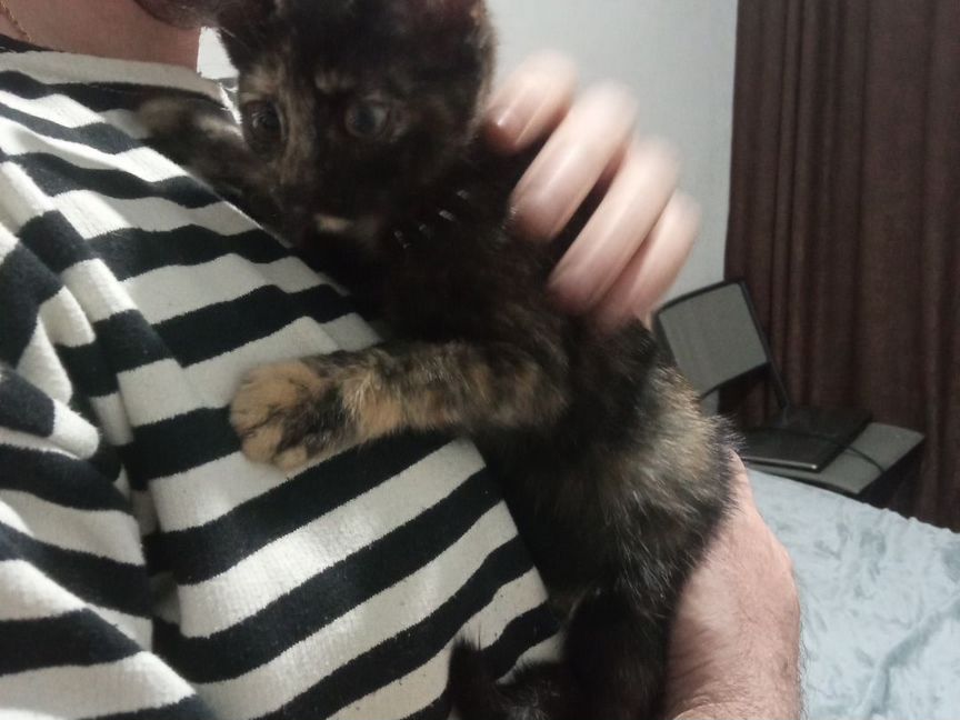 Кошки в добрые руки бесплатно
