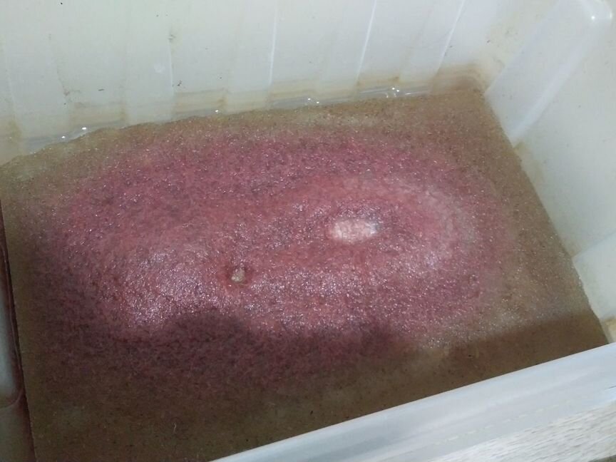 Трубочник Изя