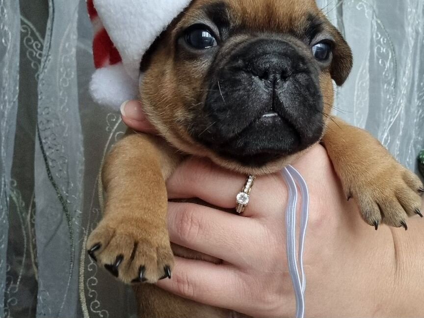 Французский бульдог щенки РКФ