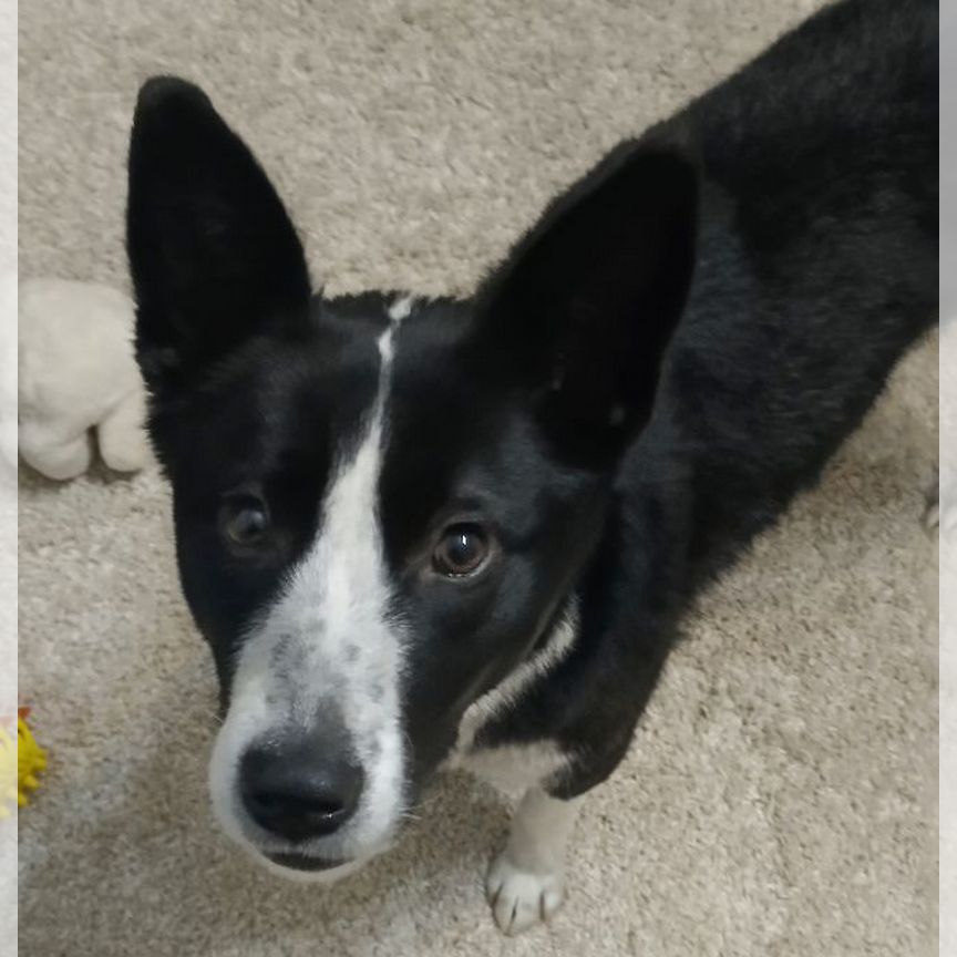 Щенок в добрые руки