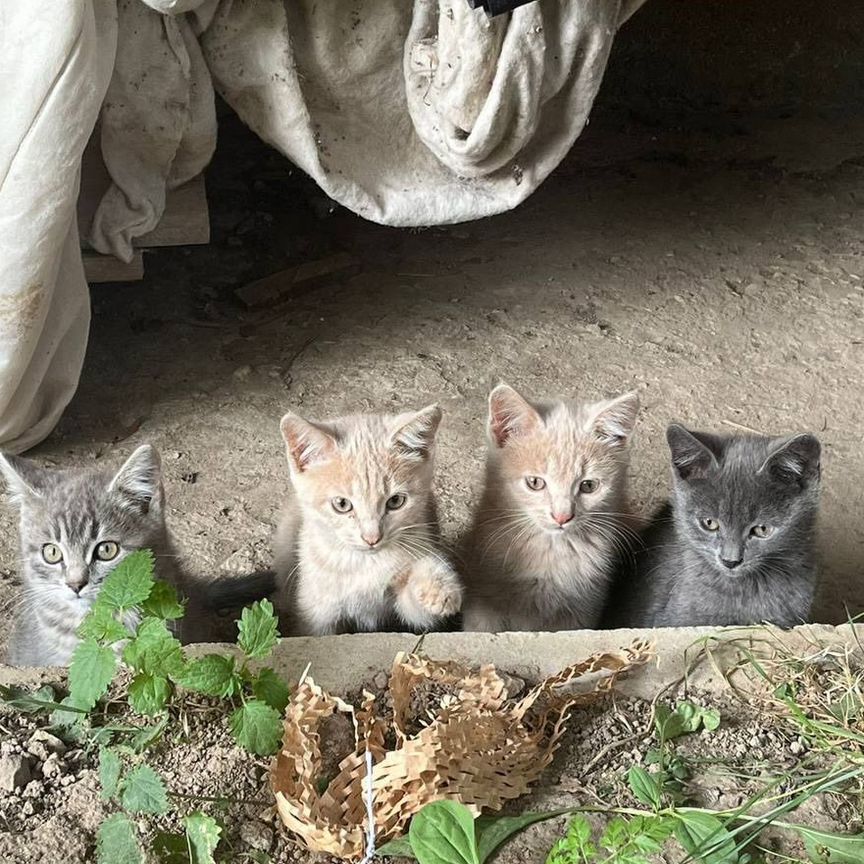 Котят нужен домик