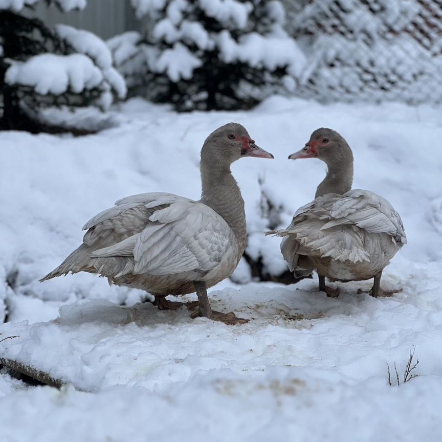 Продажа мускусных уток