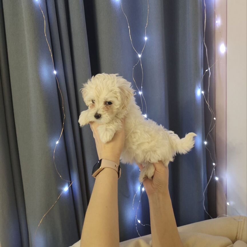 Мальтипушечка