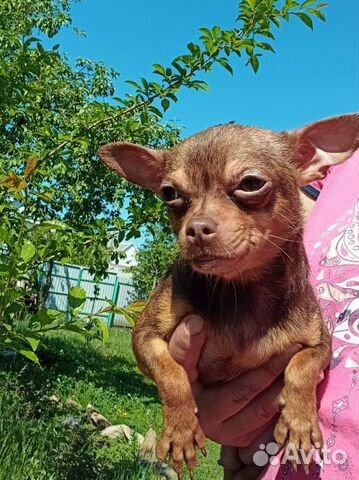 Чихуахуа мини девочка