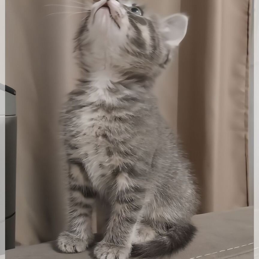 Котёнок в добрые руки