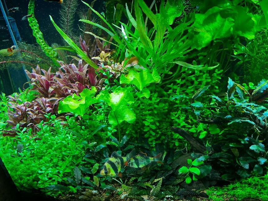 Аквариумные растения