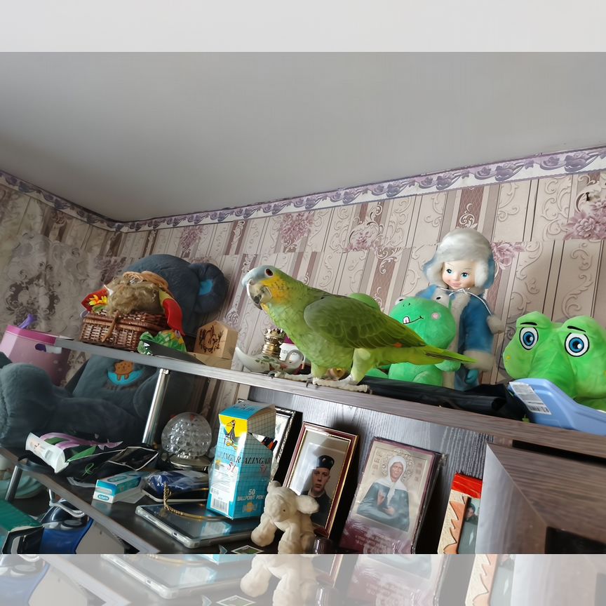 Говорящий попугай