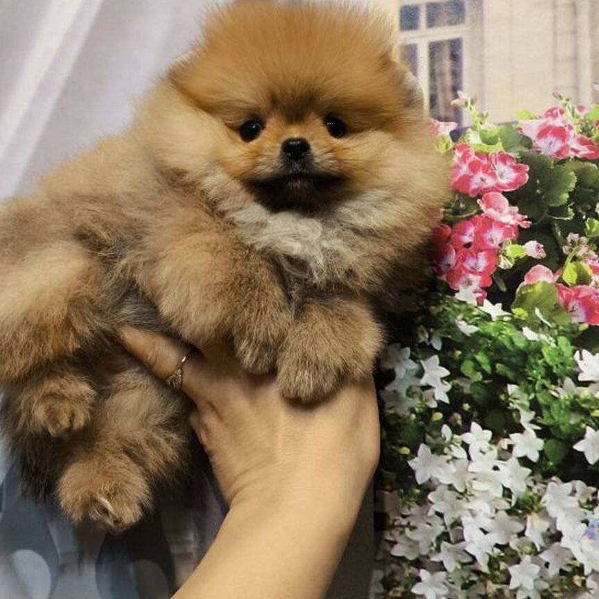 Померанский шпиц, щенок