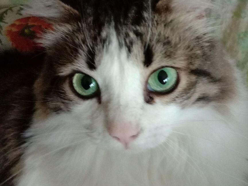 Котик Моня. Отдам заботливым людям