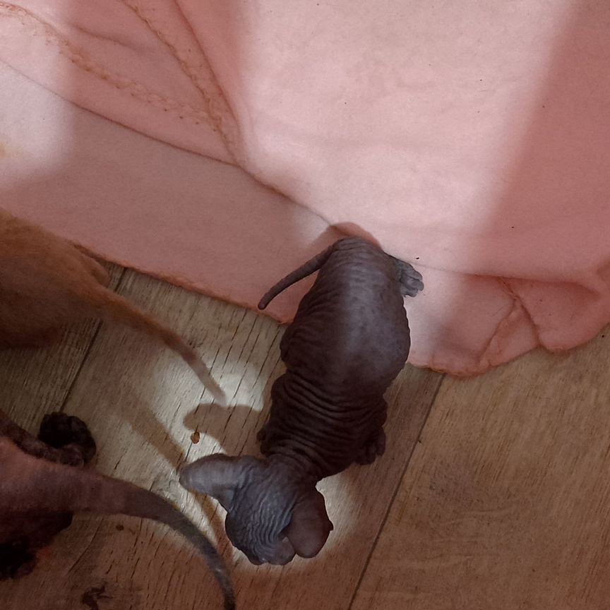 Продам котят породы канадский сфинкс