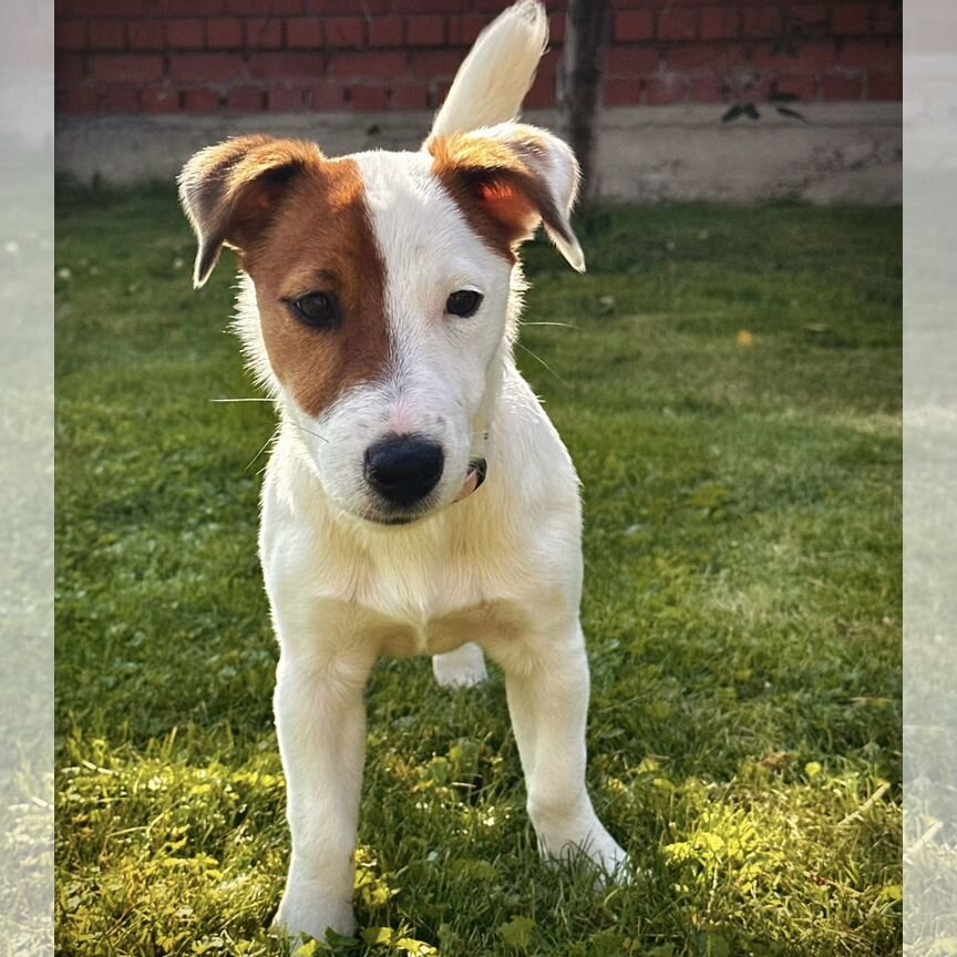 Джек-рассел-терьер, щенок