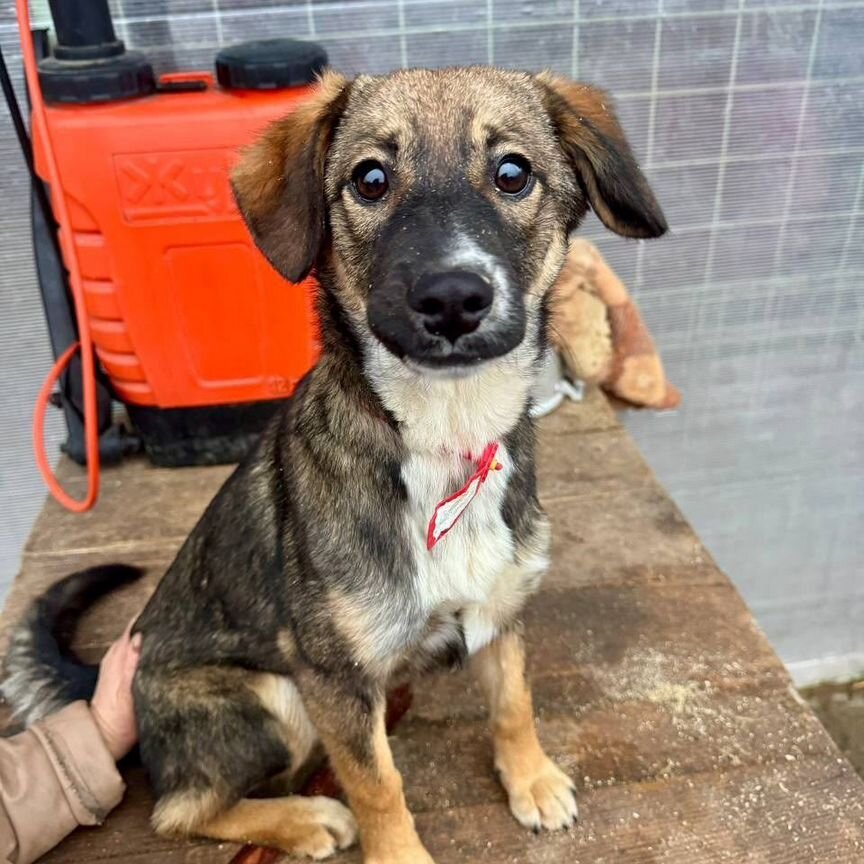 Щенок в добрые руки