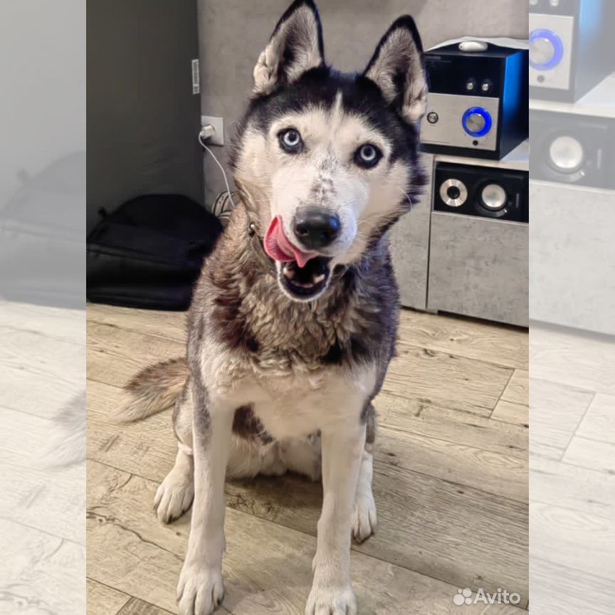 Найдена собака сибирский хаски