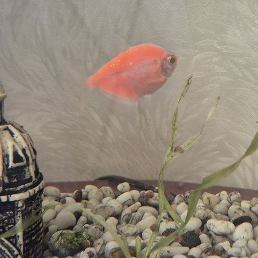 Рыбка в дар