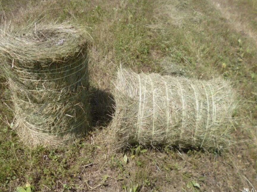 Сено 2023 года