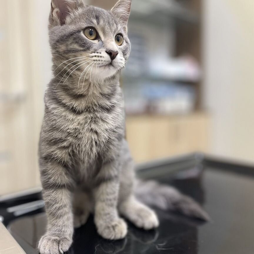 Котик
