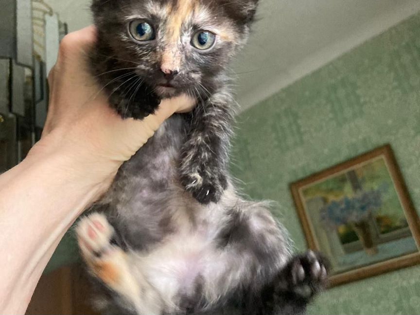 Котята 1,5 месяца