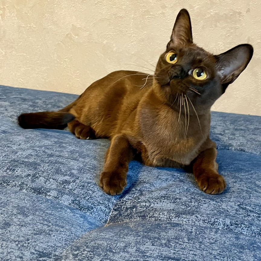 Бурманская кошечка