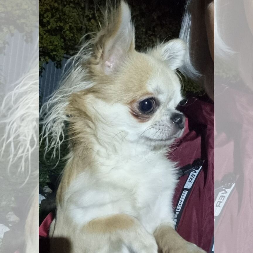 Вязка чихуахуа мини