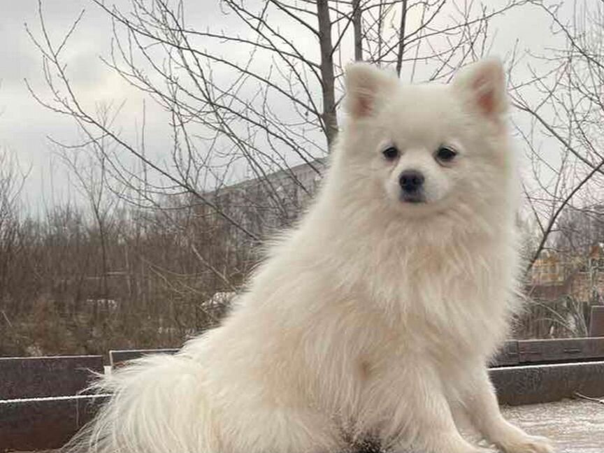 Померанский шпиц вязка кобель