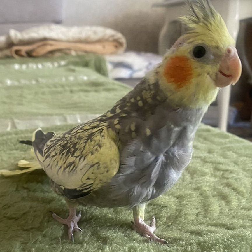 Попугай птенец кореллы