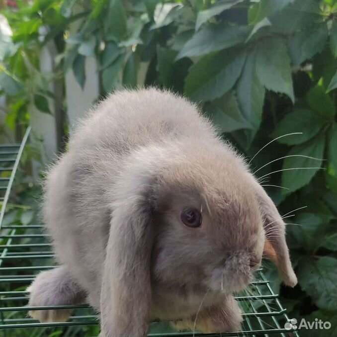 Декоративные кролики minilop