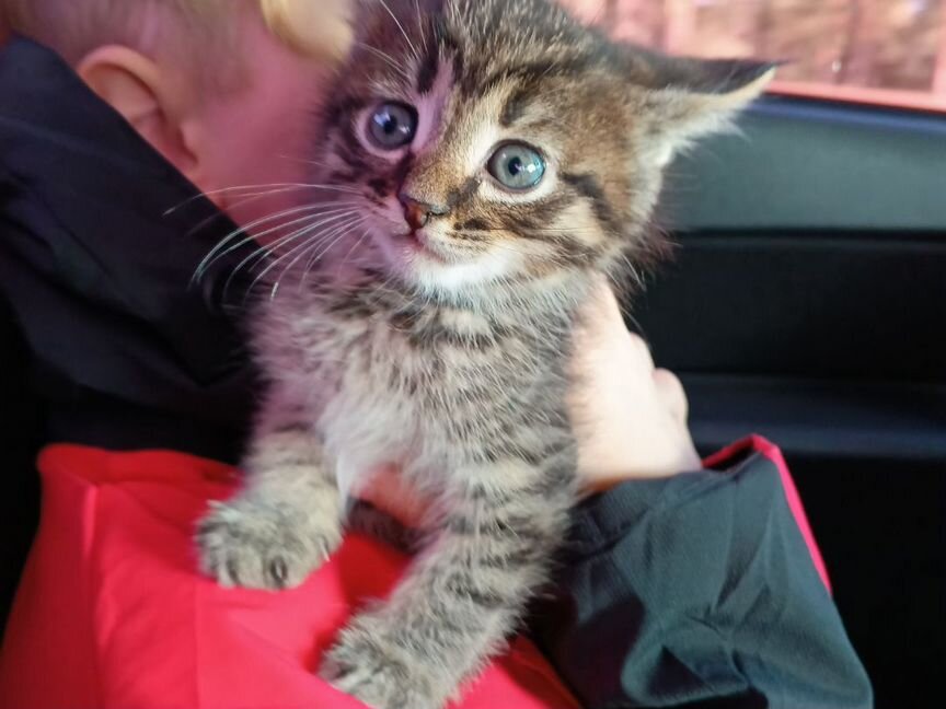 Котёнок помесь с мейн куном