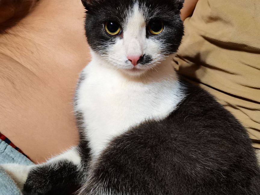 Котик в добрые руки бесплатно