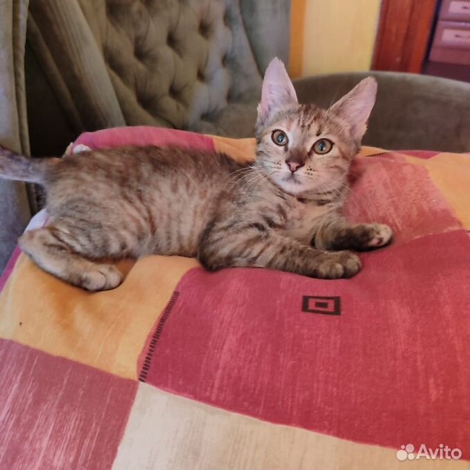 Котята крысоловы