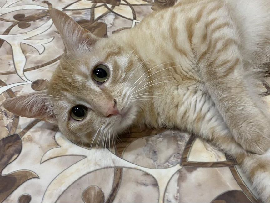 Котик очень нуждается в хозяине