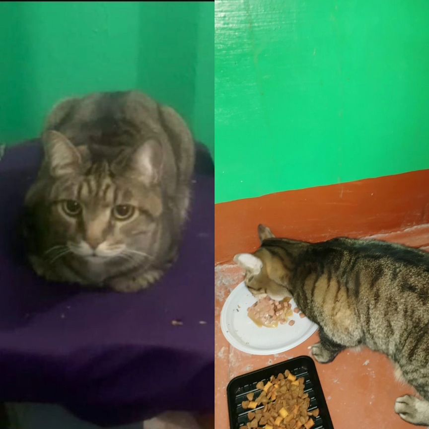 Котейка в подъезде