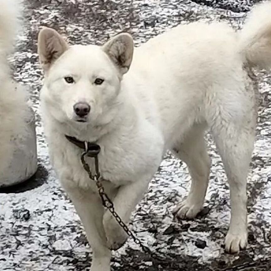 Годовалая блондиночка Ляля ищет семью