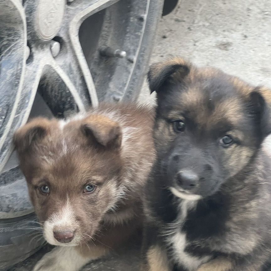 Щенки в добрые руки даром