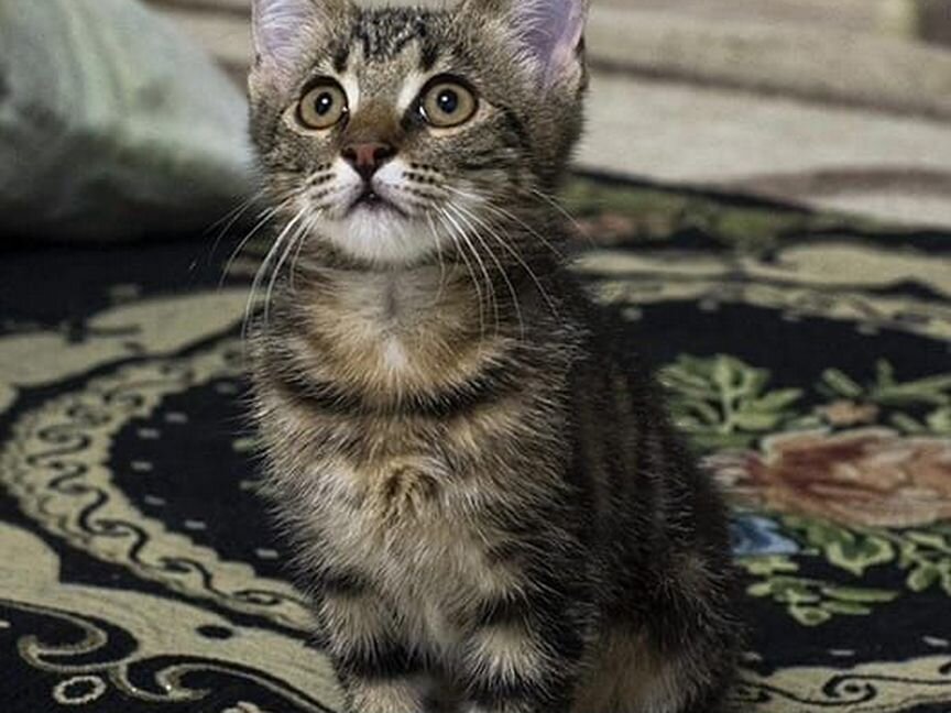 Ласковые котята Степа и Стеша