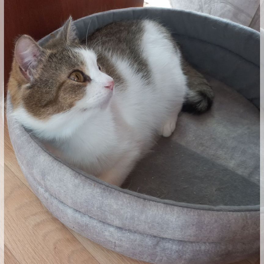 Взрослый кот в добрые руки