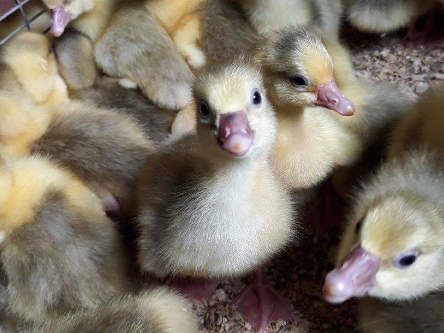 Гусь оптом