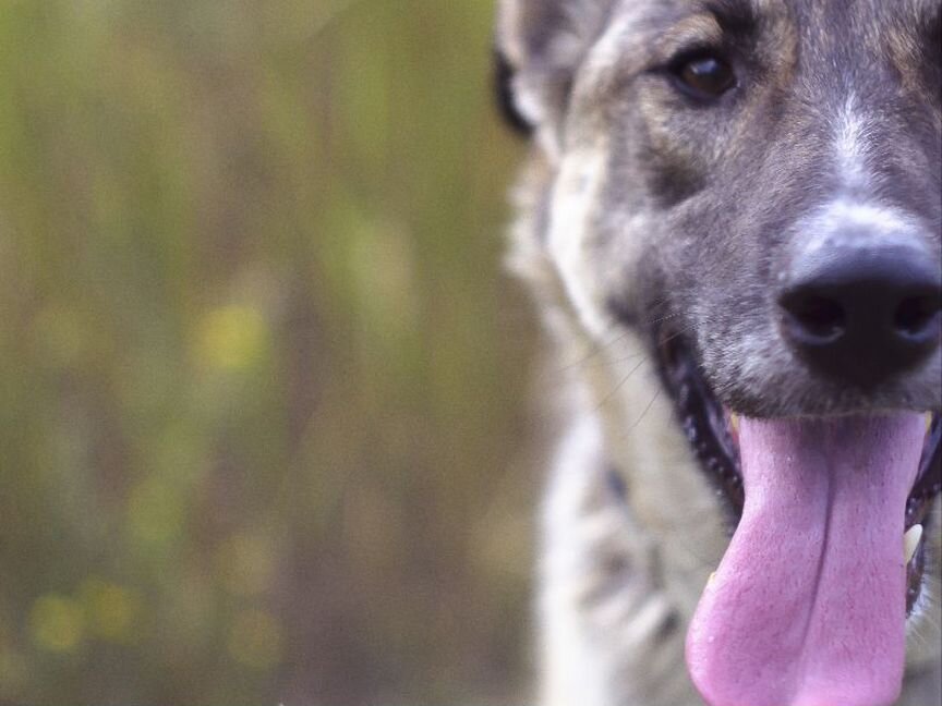 Собака в добрые руки