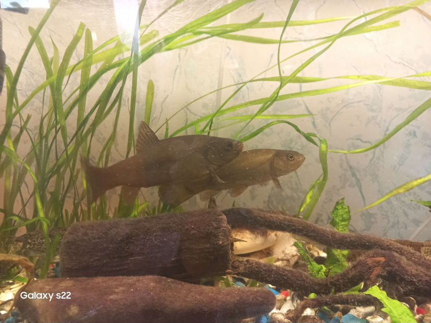 Продам аквариумных линей