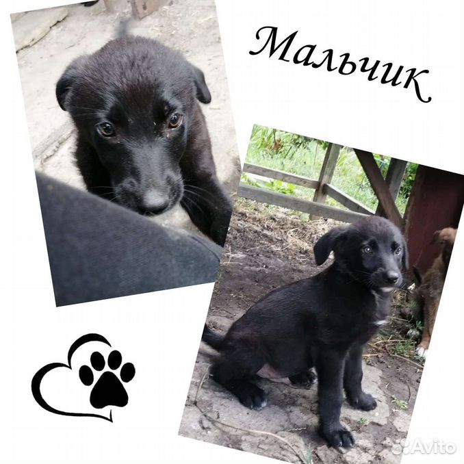 Спасите, подарите мальчику дом