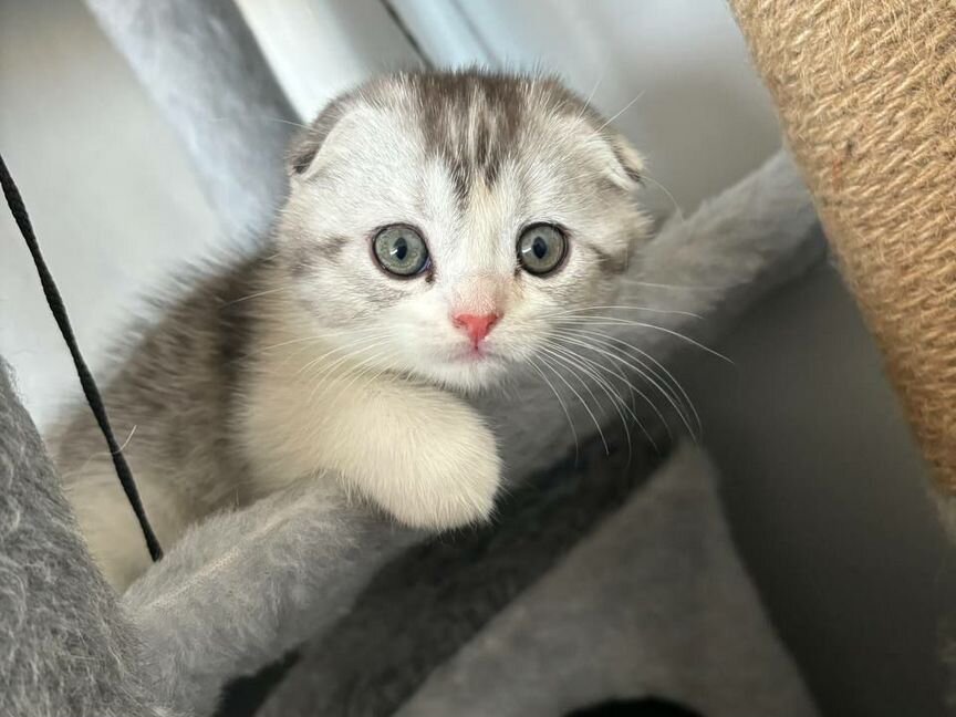 Шотландская вислоухая кошка