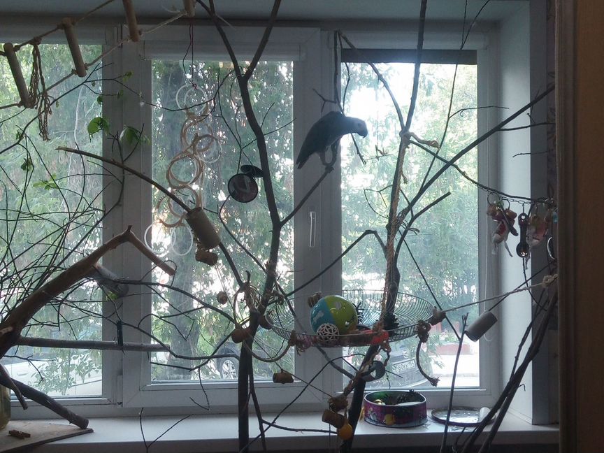 Попугай выкоршыш. Серый, говорящий