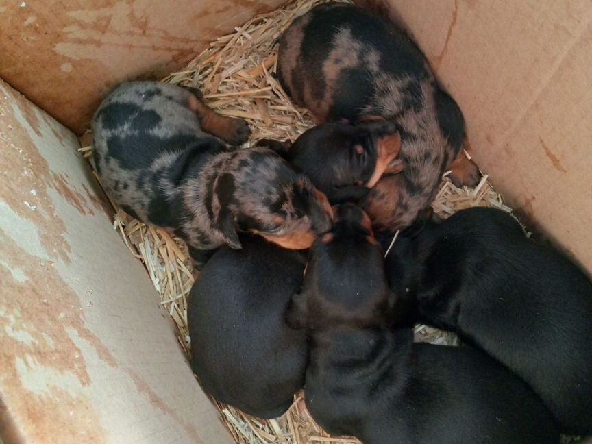 Щенки кроличьей таксы