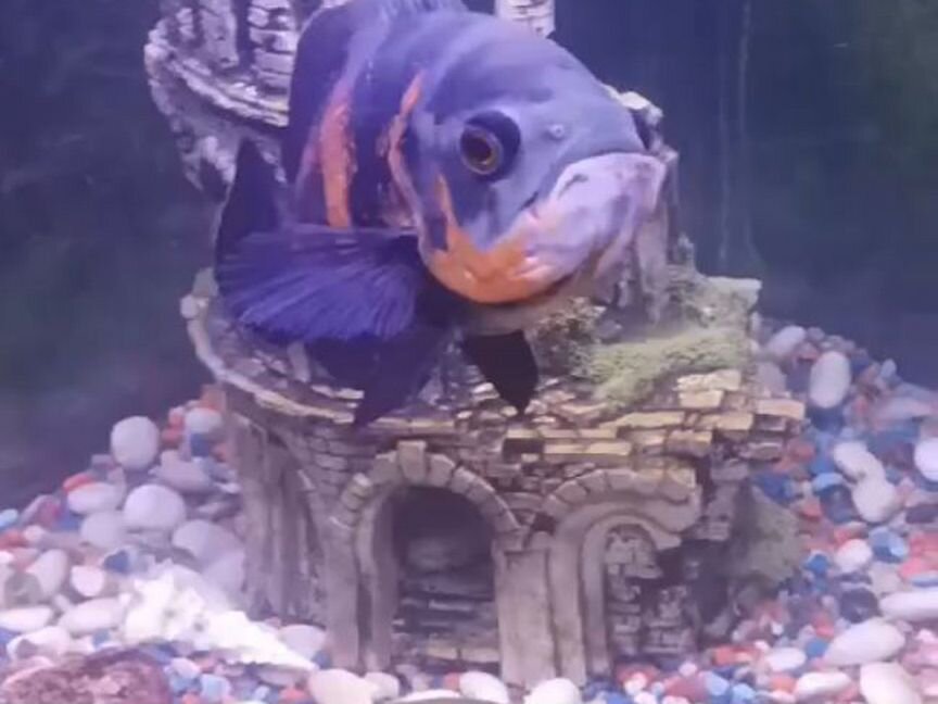 Угловой аквариум с тумбой 180 литров