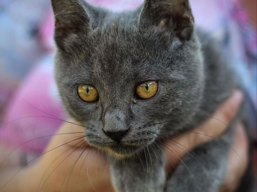 Котята(девочки) 4 месяца,хотят домой