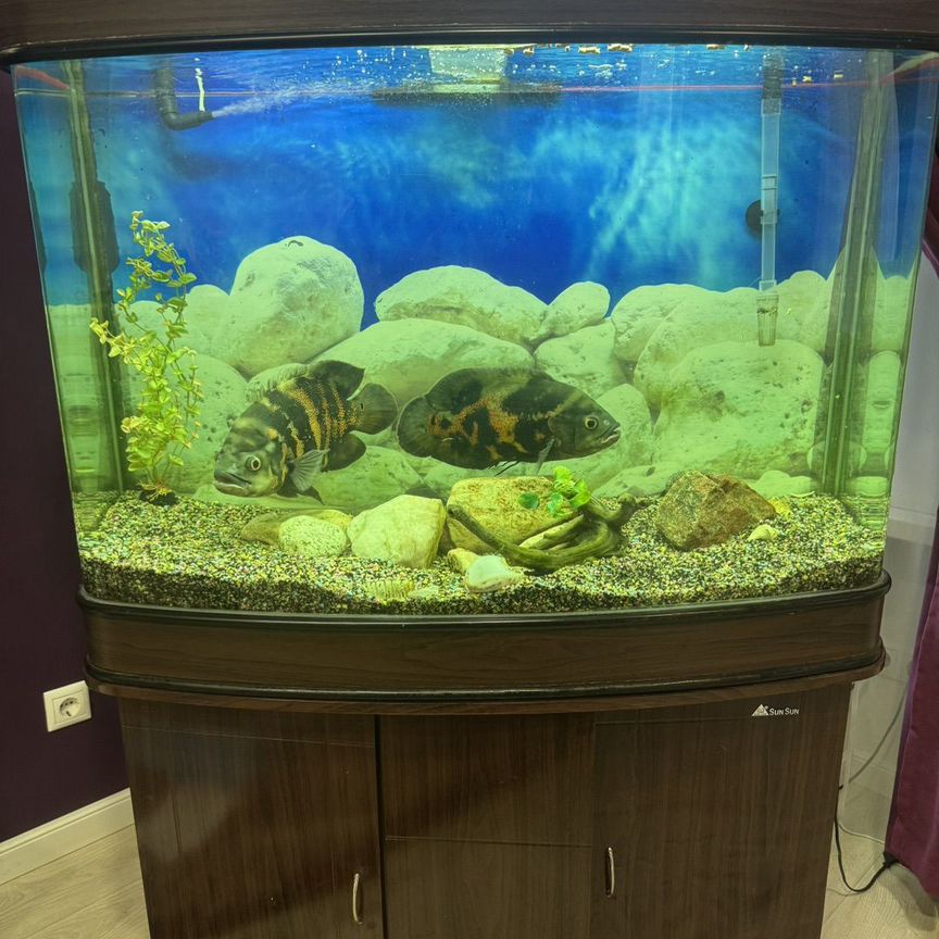 Аквариум с фильтром и рыбками